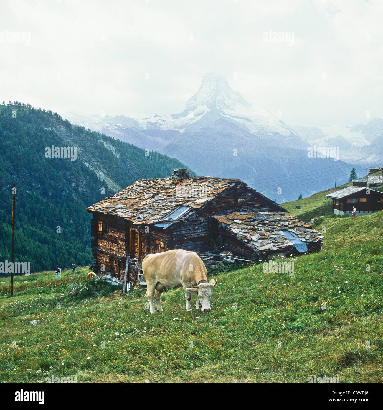 The matterhorn cow hi-res stock photography and images - Alamy