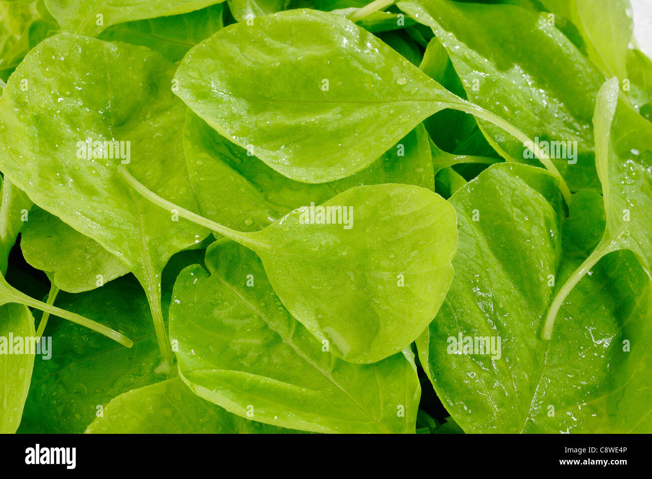Spinach root hi-res stock photography and images - Alamy