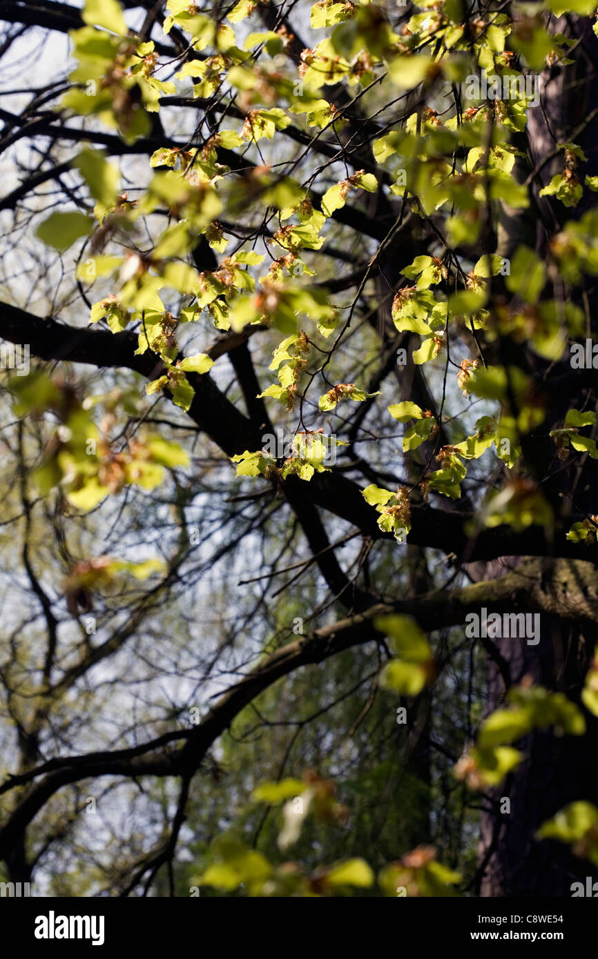 Beech Leaves opening out in spring Alderley Edge Cheshire England Stock ...