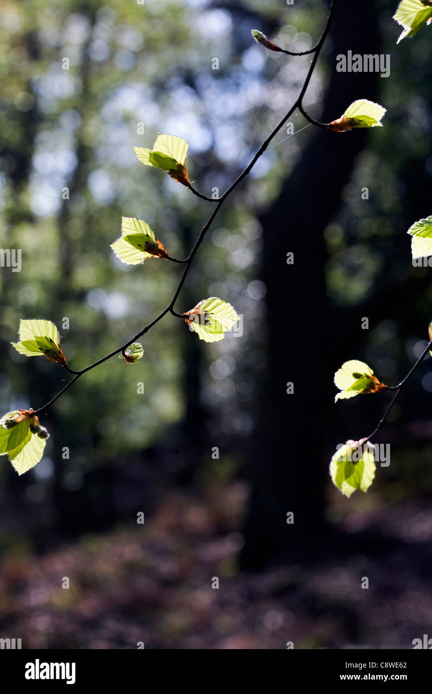 Beech Leaves opening out in spring Alderley Edge Cheshire England Stock ...