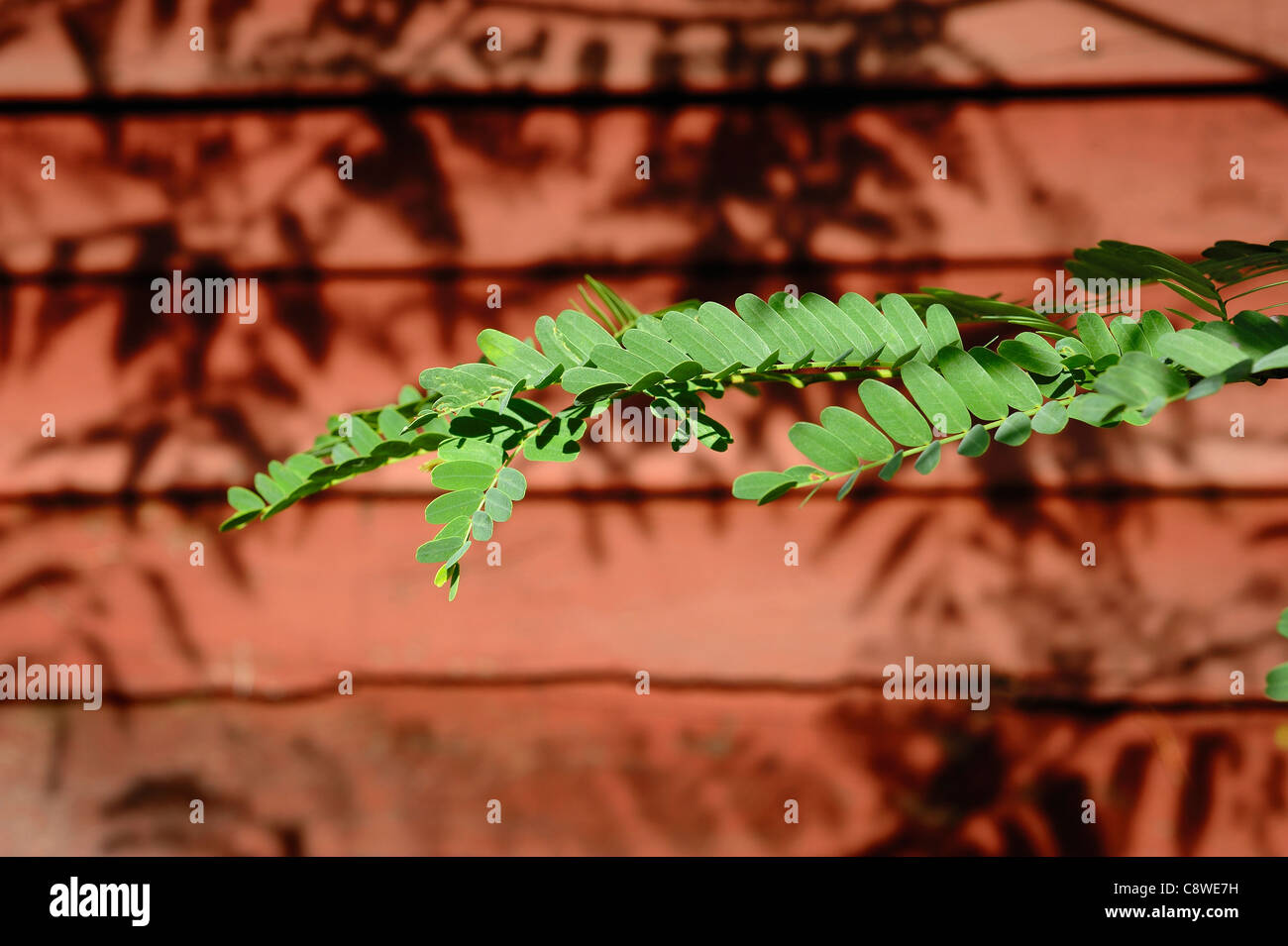 tree shadow on wall Stock Photo - Alamy