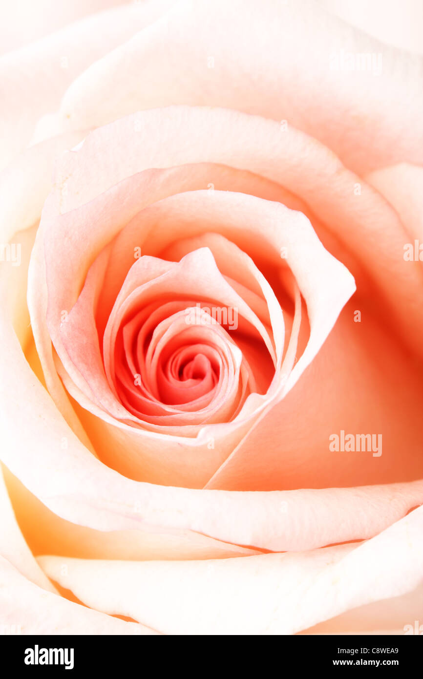 White flower pink center hi-res stock photography and images - Alamy