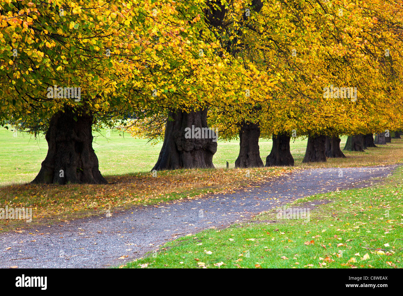 Row of yellow trees hi-res stock photography and images - Alamy