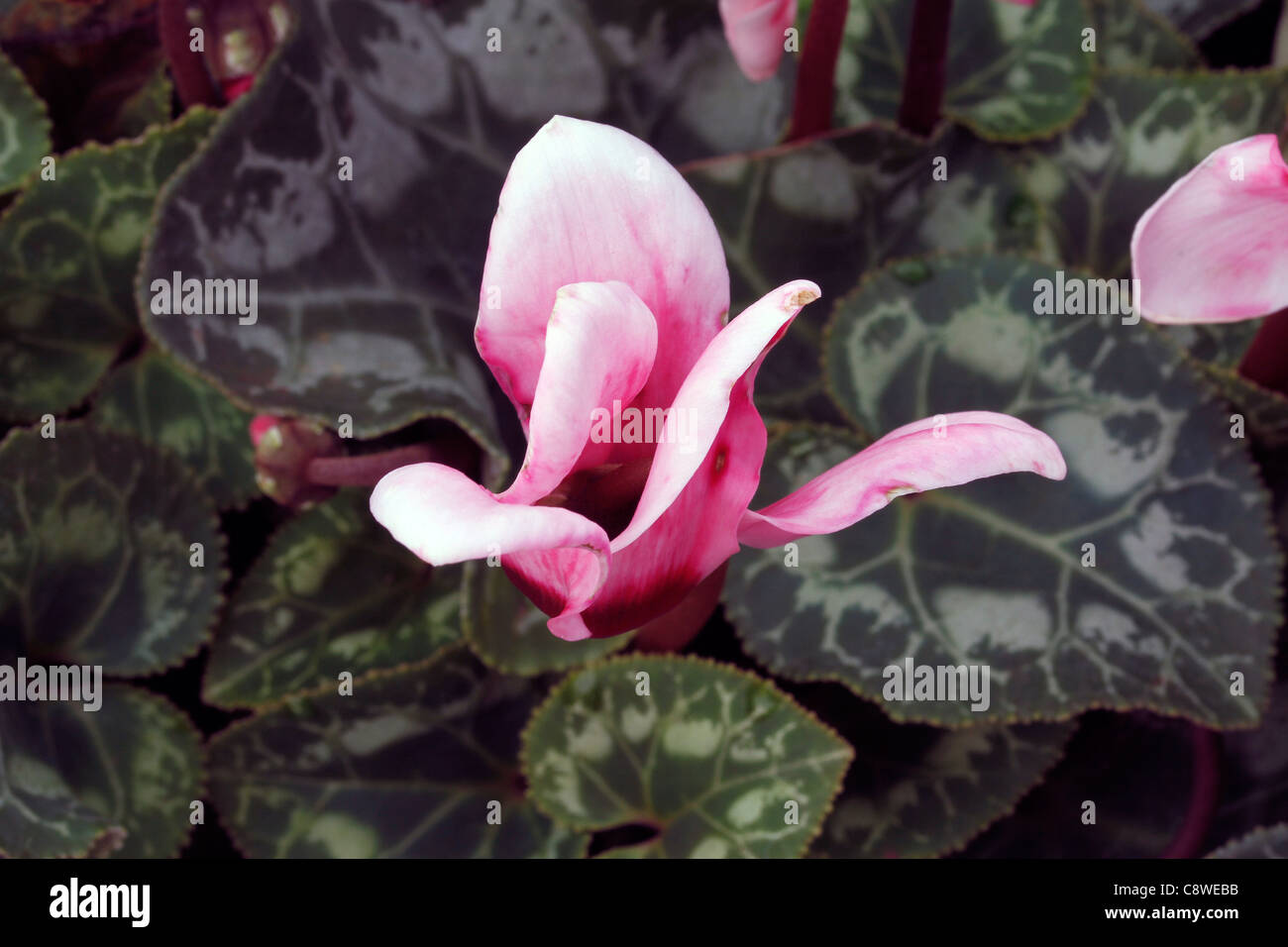 Variegated primrose hi-res stock photography and images - Alamy