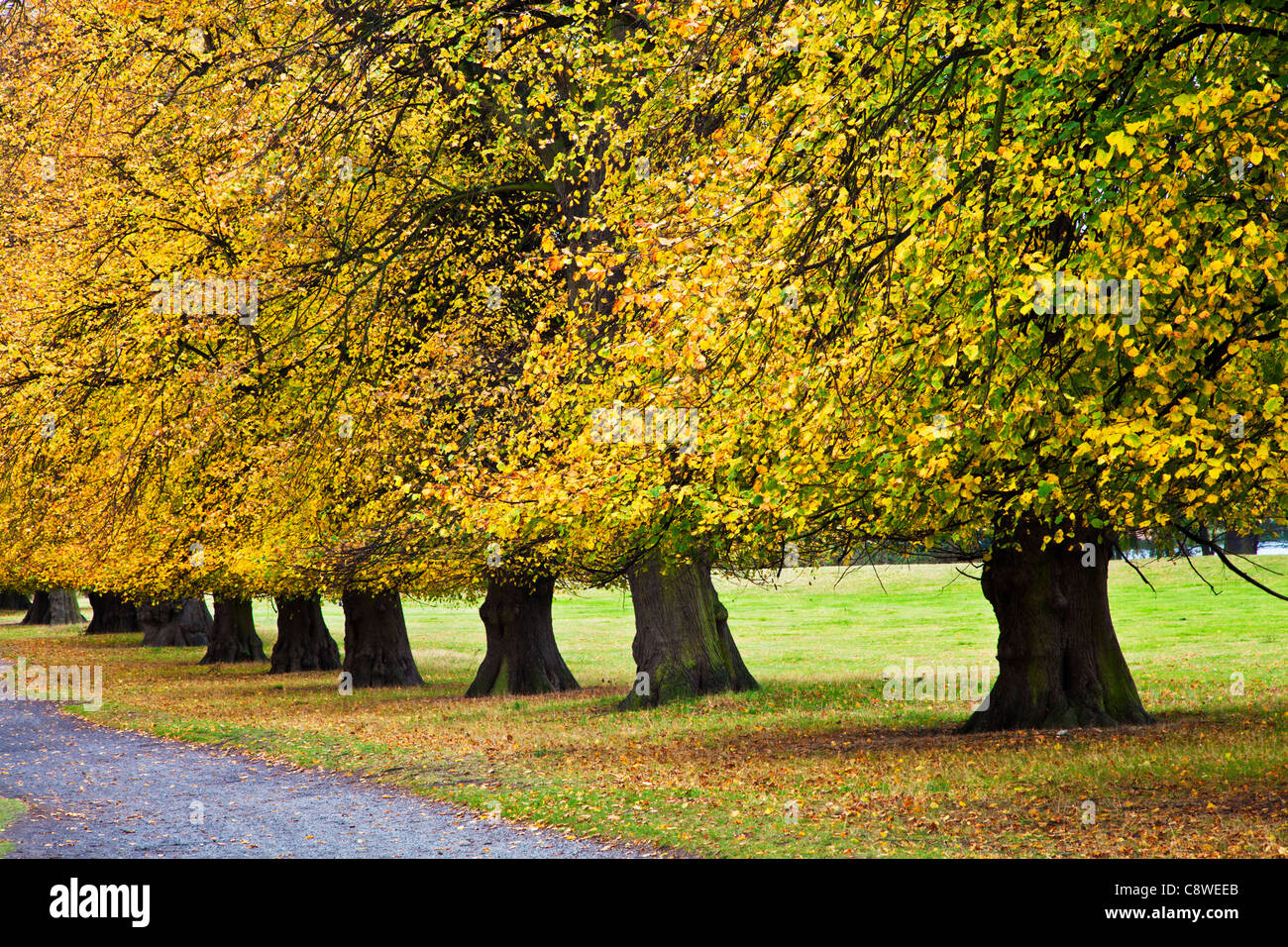 A row of autumn trees along a path at Wollaton Park, Nottingham ...