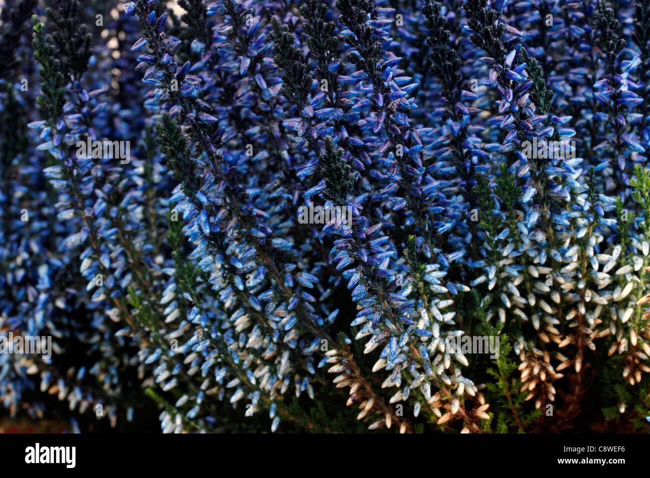 Blue Heather Plant