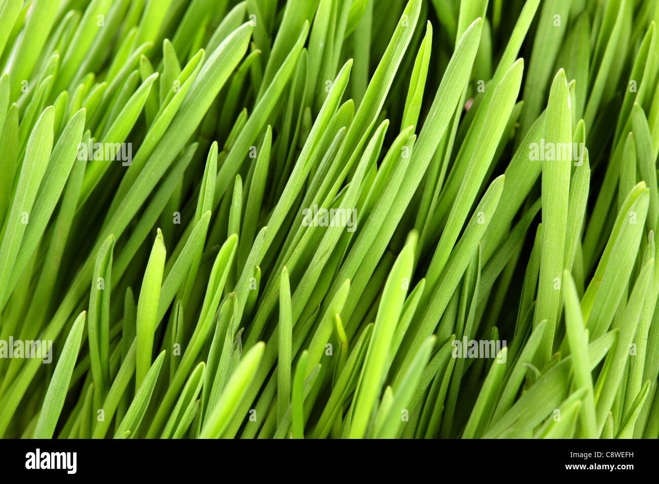 Green grass macro, may be used as background Stock Photo - Alamy