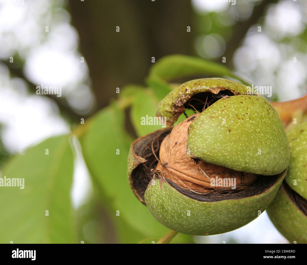 Falling fruit tree hi-res stock photography and images - Alamy