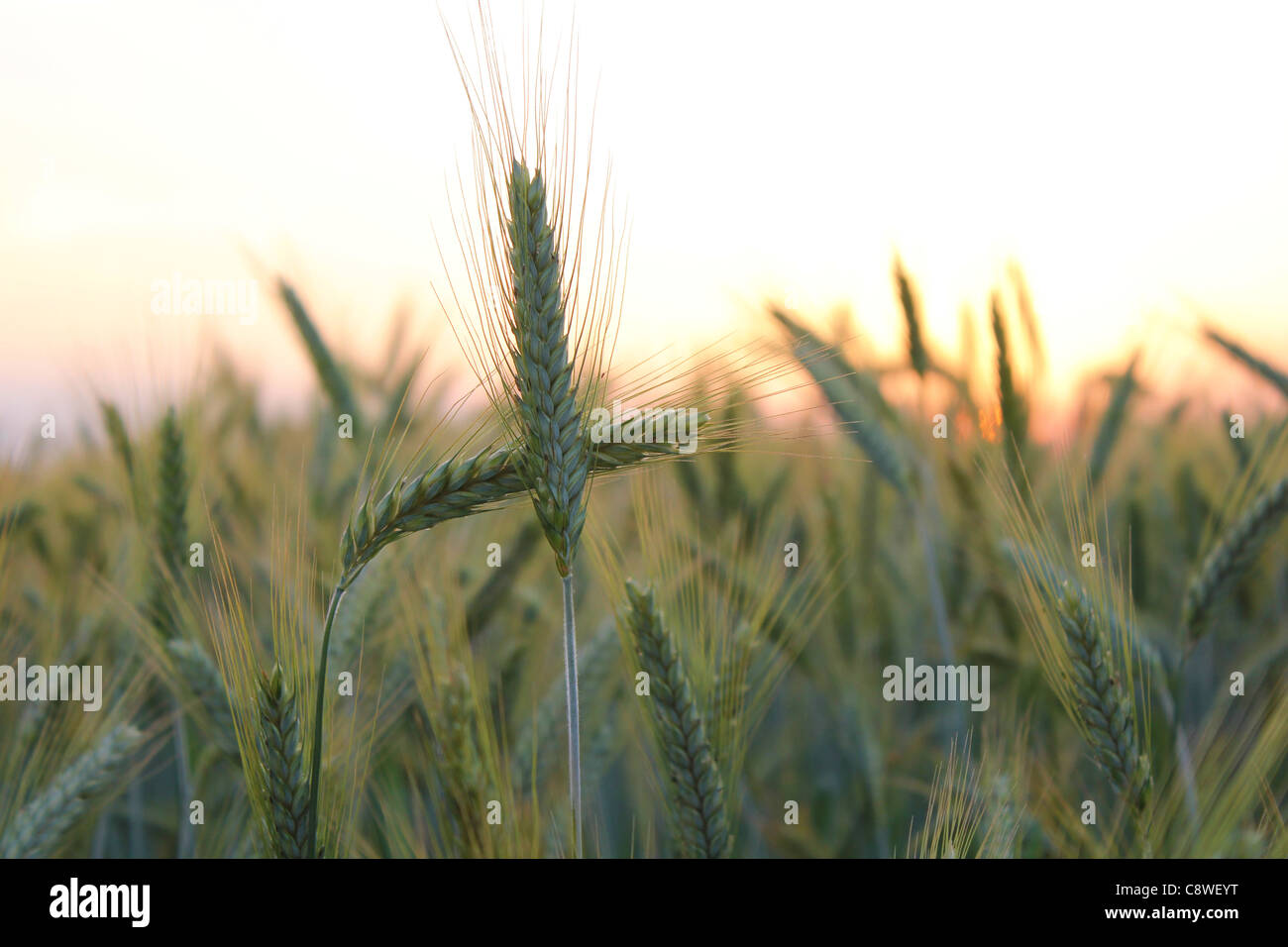 Cross light field hi-res stock photography and images - Alamy