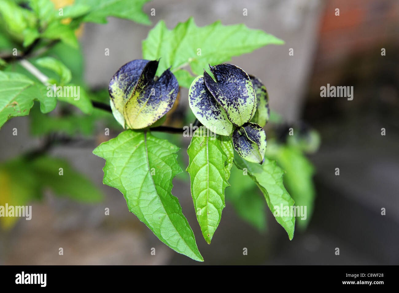 Apple of peru hi-res stock photography and images - Alamy