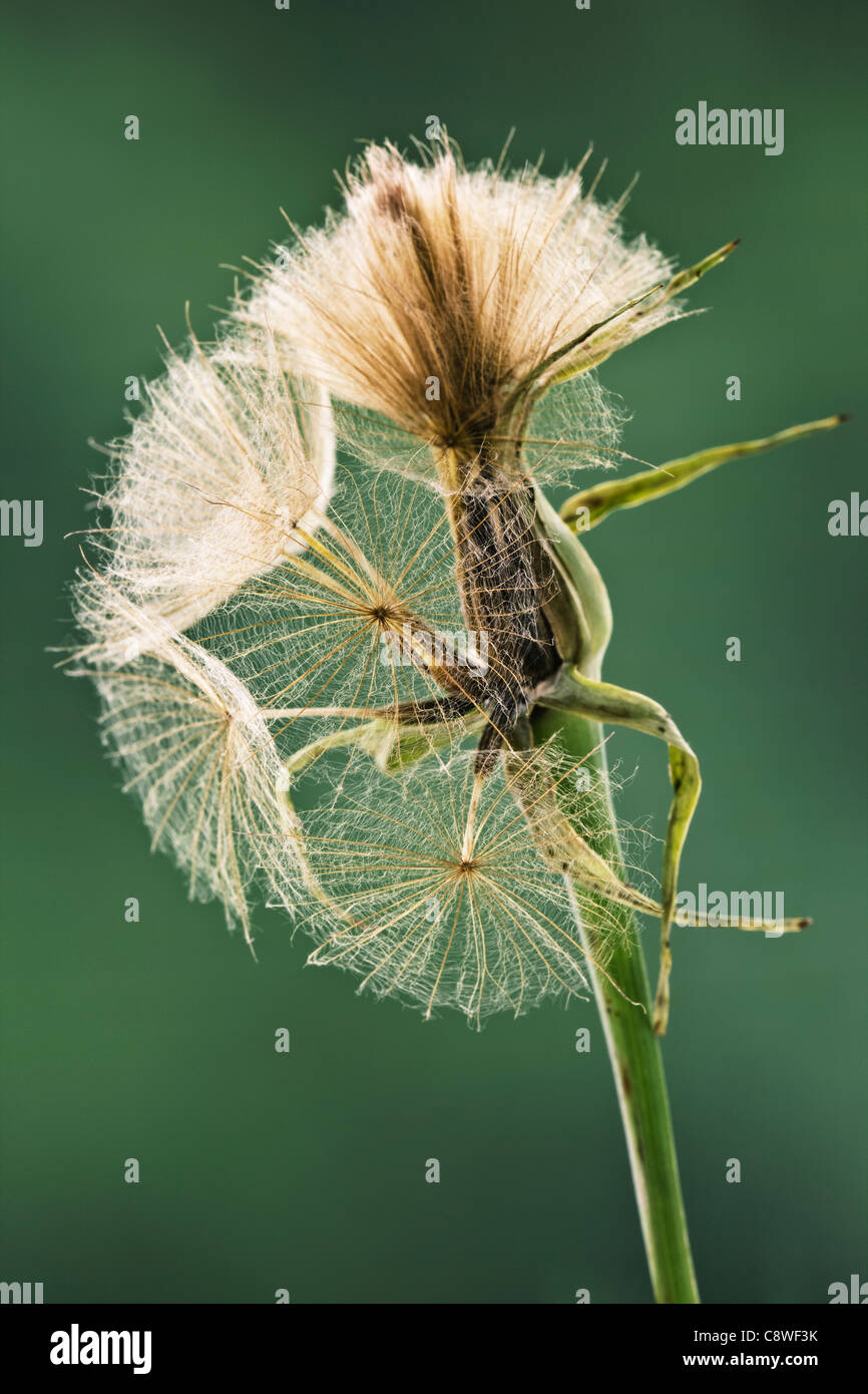 Goatsbeard seed head hi-res stock photography and images - Alamy