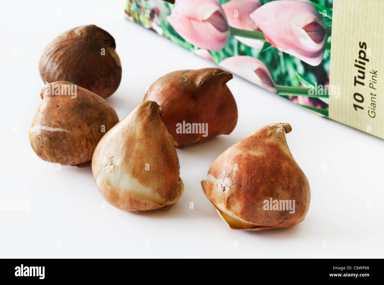 Five Tulip Bulbs [giant pink] Stock Photo - Alamy