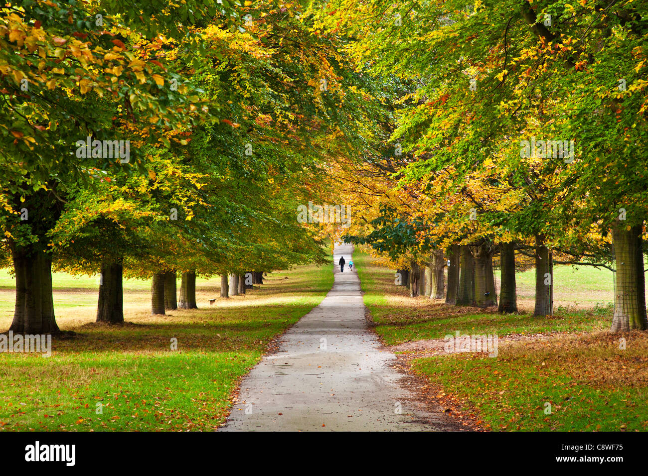 Man and child walking through an avenue of autumn trees along a path at ...