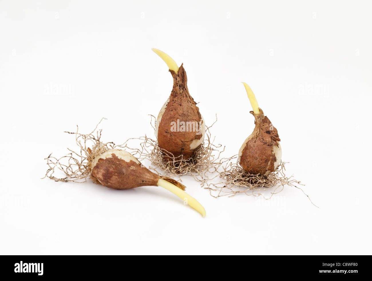 Dwarf variety tulip hi-res stock photography and images - Alamy