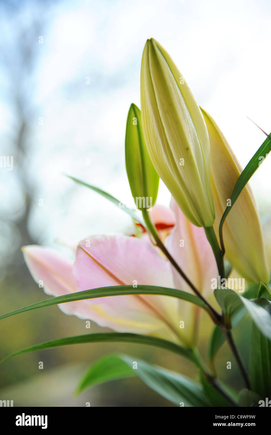 Lily buds and flower Stock Photo - Alamy