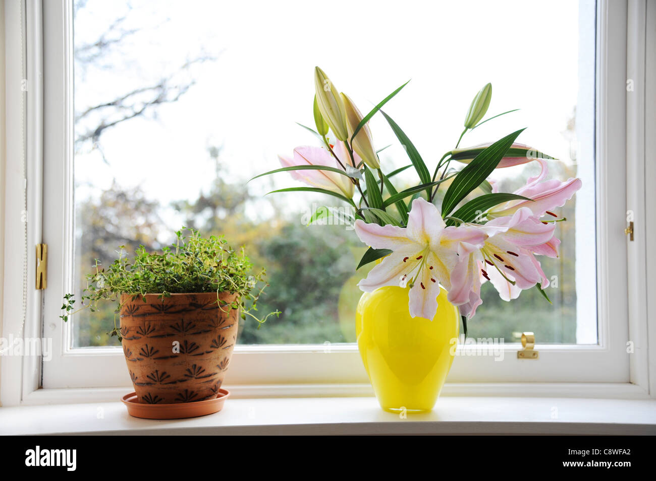 Window sill with pot of thyme and vase of lillies Stock Photo - Alamy