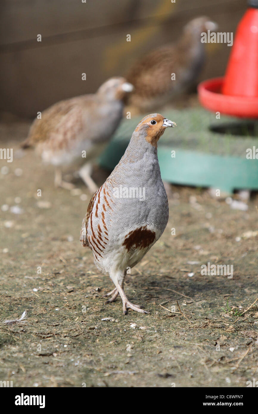 Grey partridges hi-res stock photography and images - Alamy