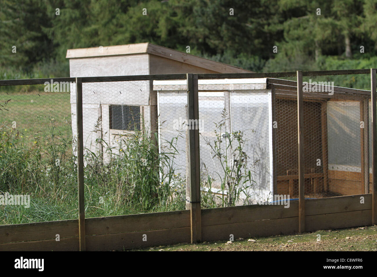 Rearing pheasants hi-res stock photography and images - Alamy