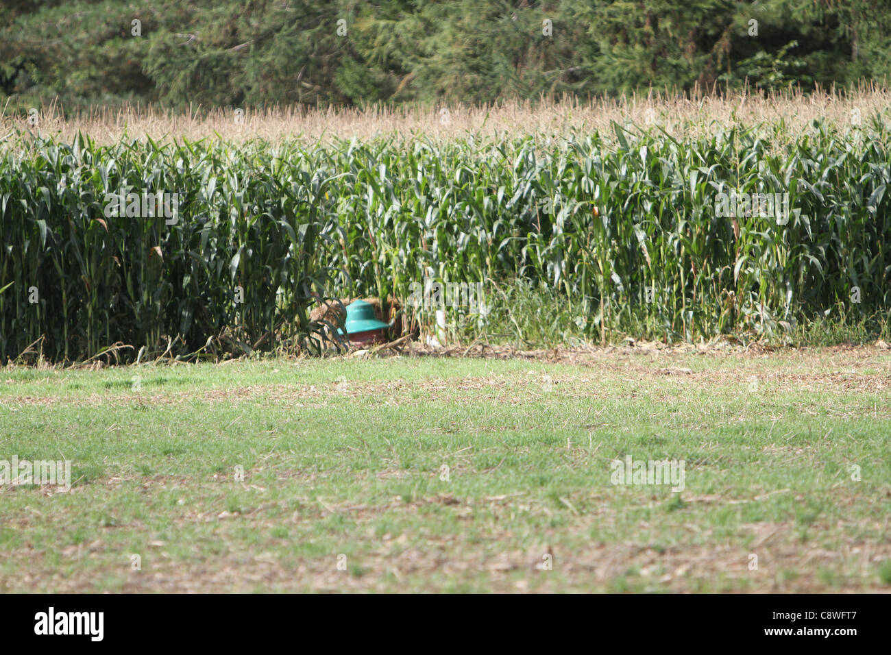Maize cover hi-res stock photography and images - Alamy