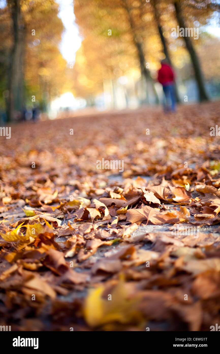 Autumn leaves in Parc du Cinquantenaire, Brussels, Belgium Stock Photo ...