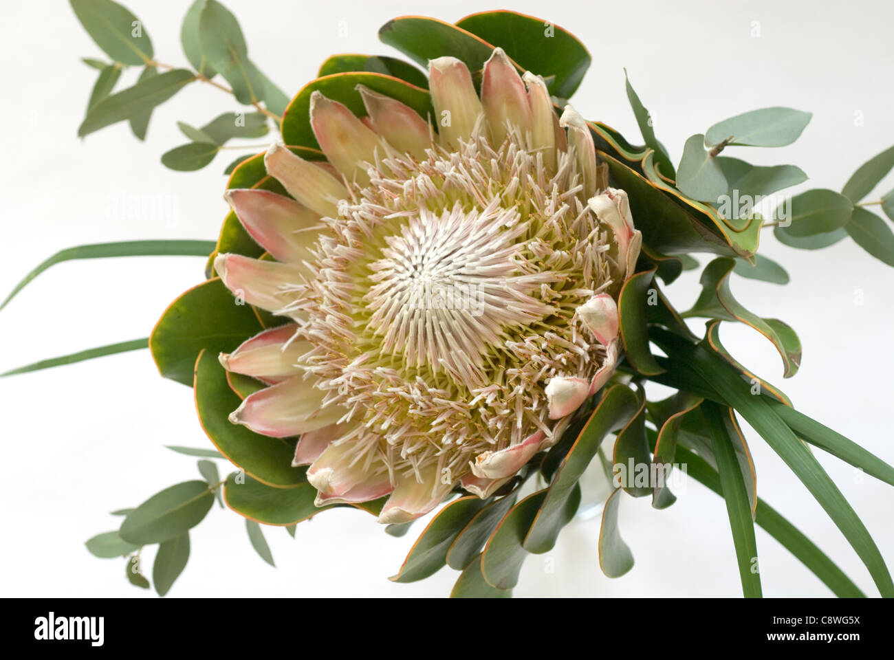 King protea protea cynaroides hi-res stock photography and images - Alamy