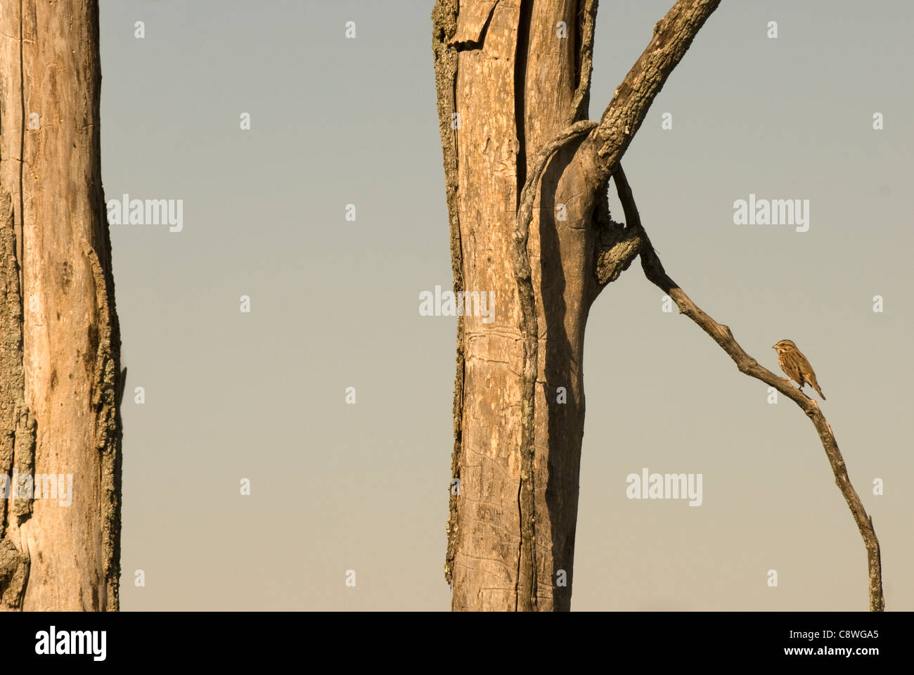 Sparrow on a dead tree limb at a National Wildlife Refuge in Indiana ...