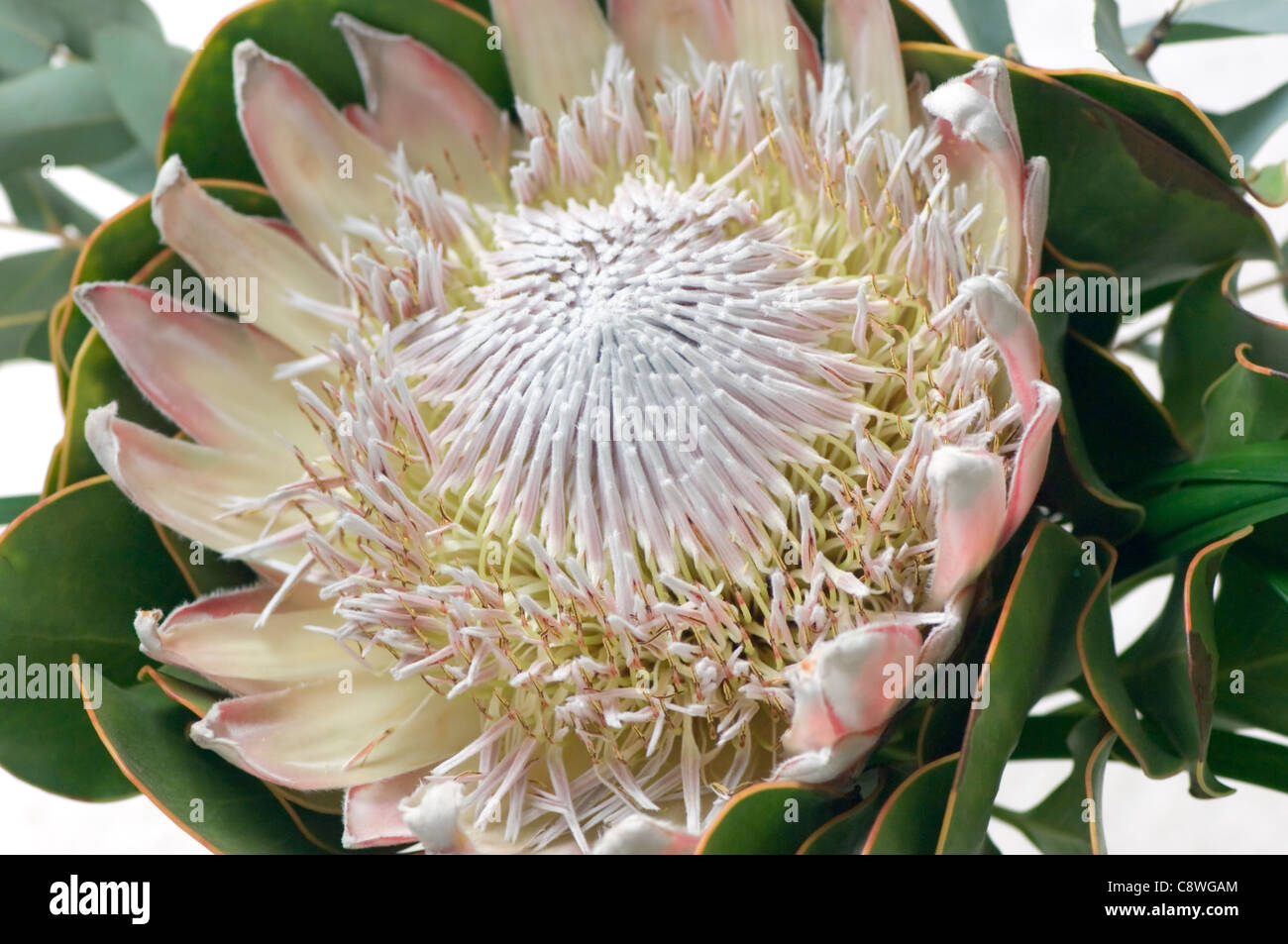 King Protea (Protea cynaroides) flower in studio Stock Photo - Alamy
