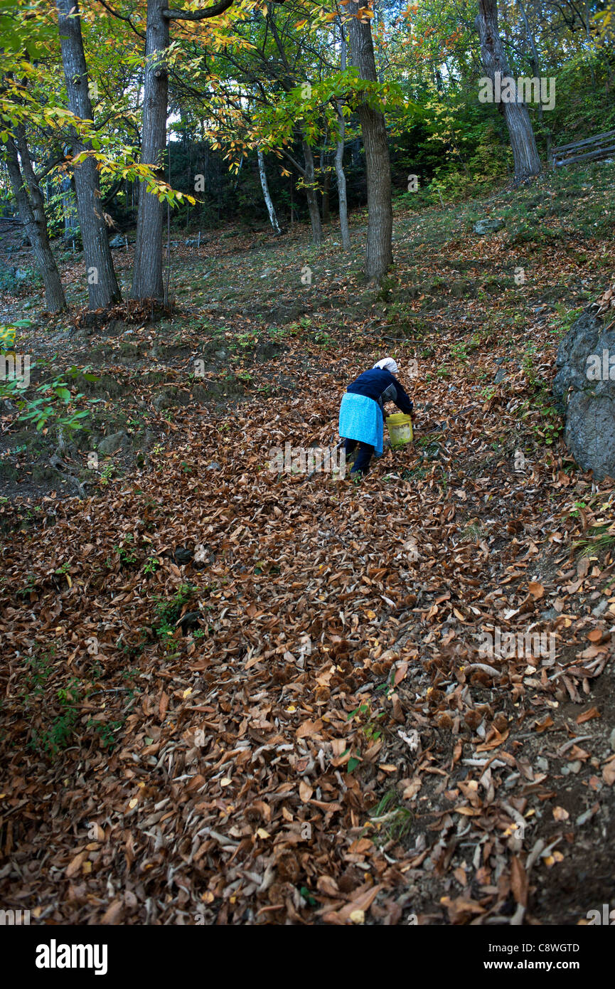 Marrons High Resolution Stock Photography and Images - Alamy