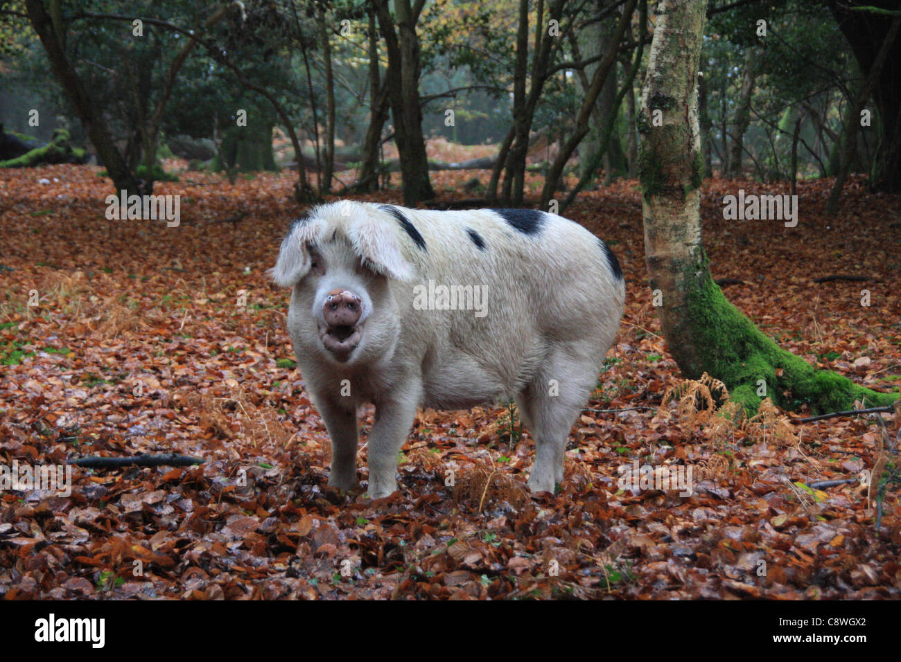 Panage hi-res stock photography and images - Alamy