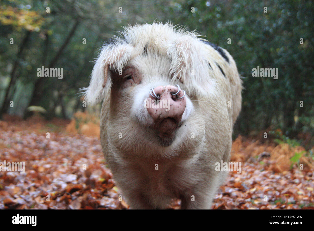 Panage hi-res stock photography and images - Alamy