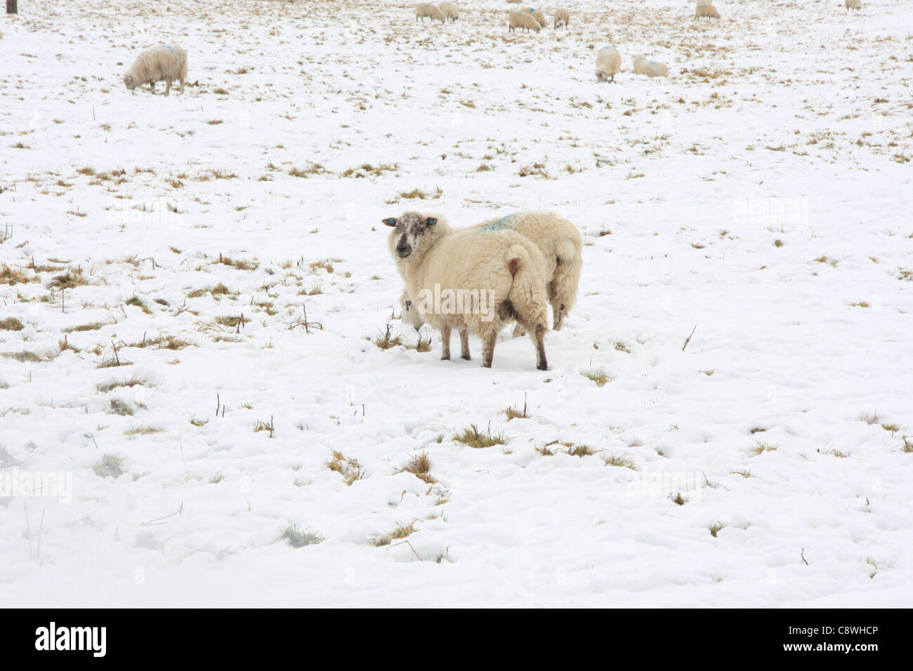 Sheep in Snow Stock Photo - Alamy