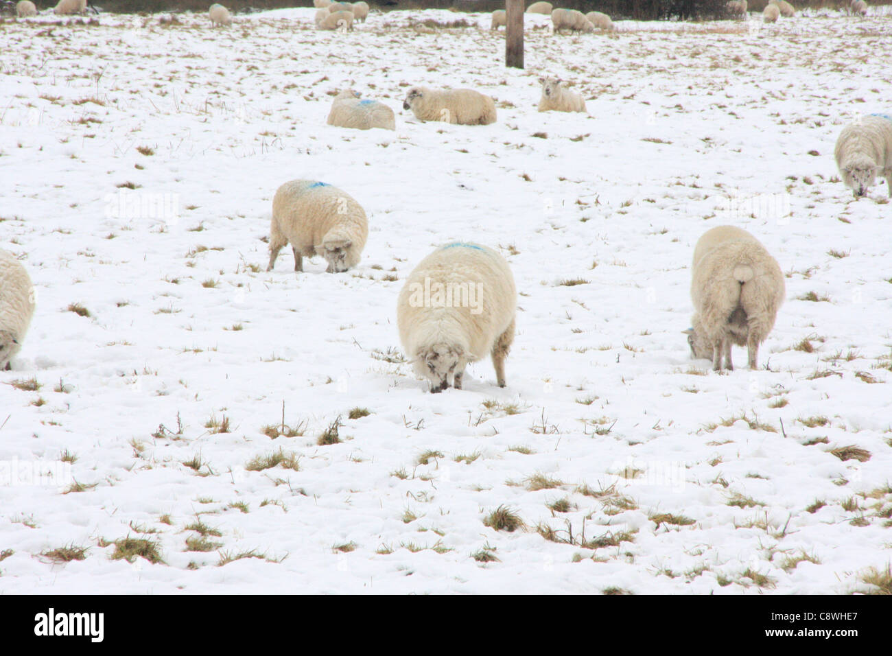 Sheep in Snow Stock Photo - Alamy