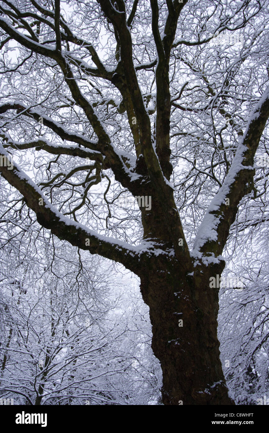 Snowy trees in the UK Stock Photo - Alamy