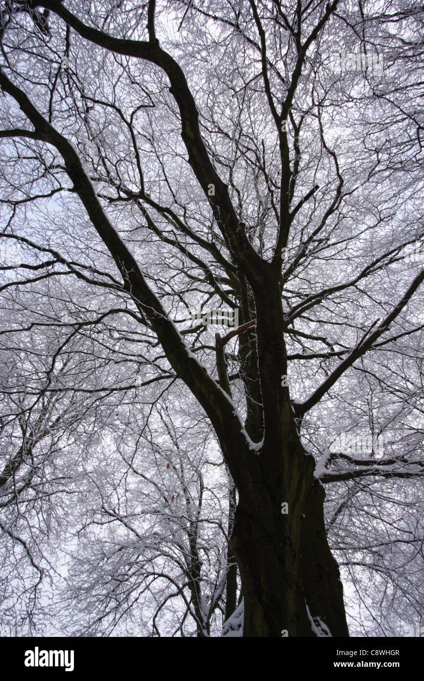 Snowy trees in the UK Stock Photo - Alamy