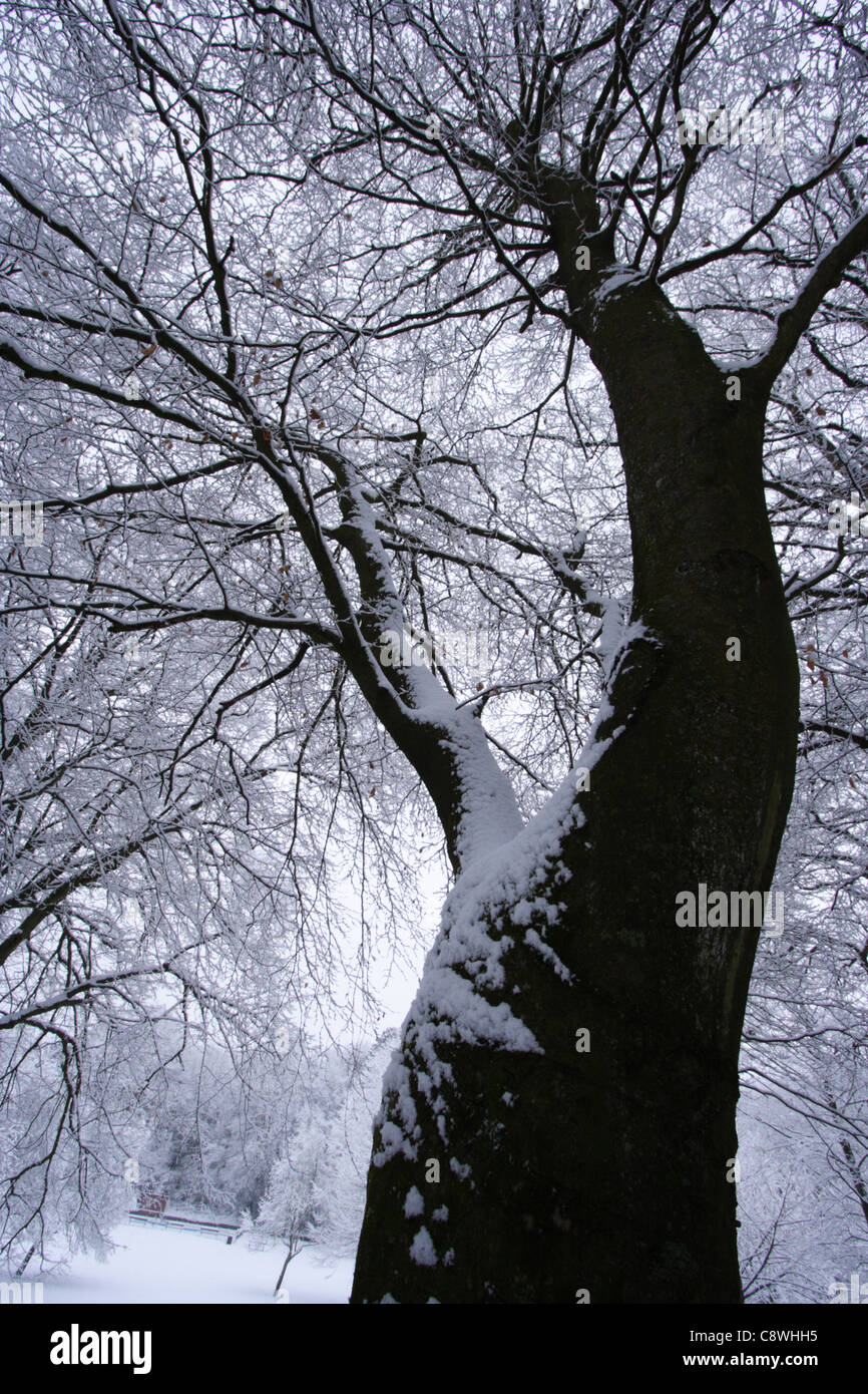 Snowy trees in the UK Stock Photo - Alamy