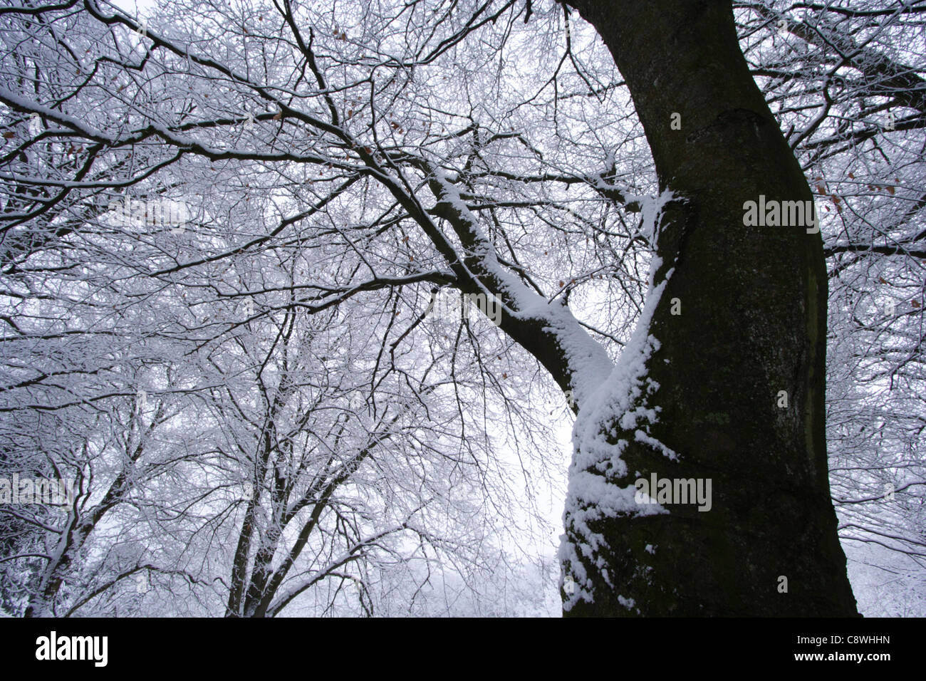 Snowy trees in the UK Stock Photo - Alamy