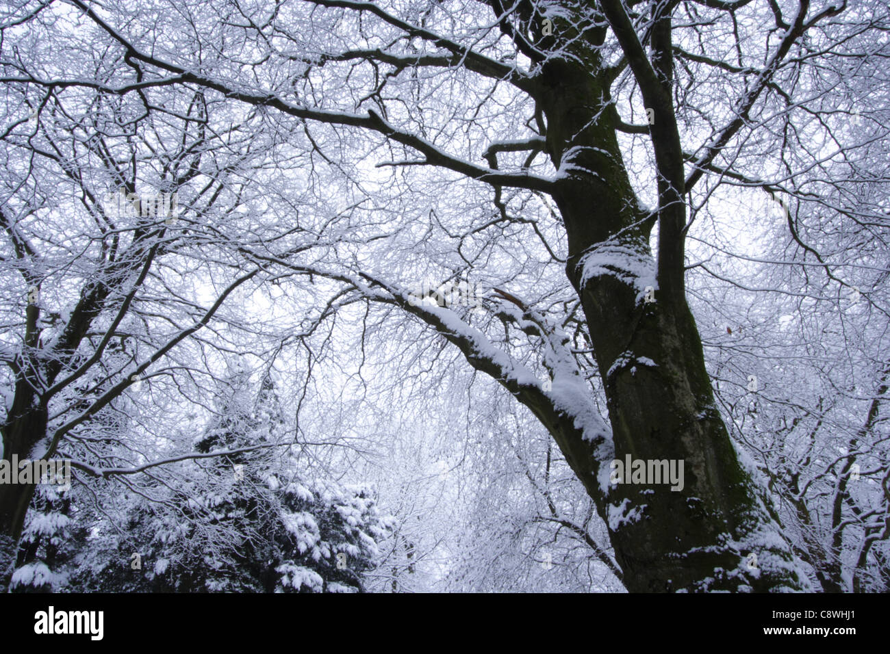 Snowy trees in the UK Stock Photo - Alamy