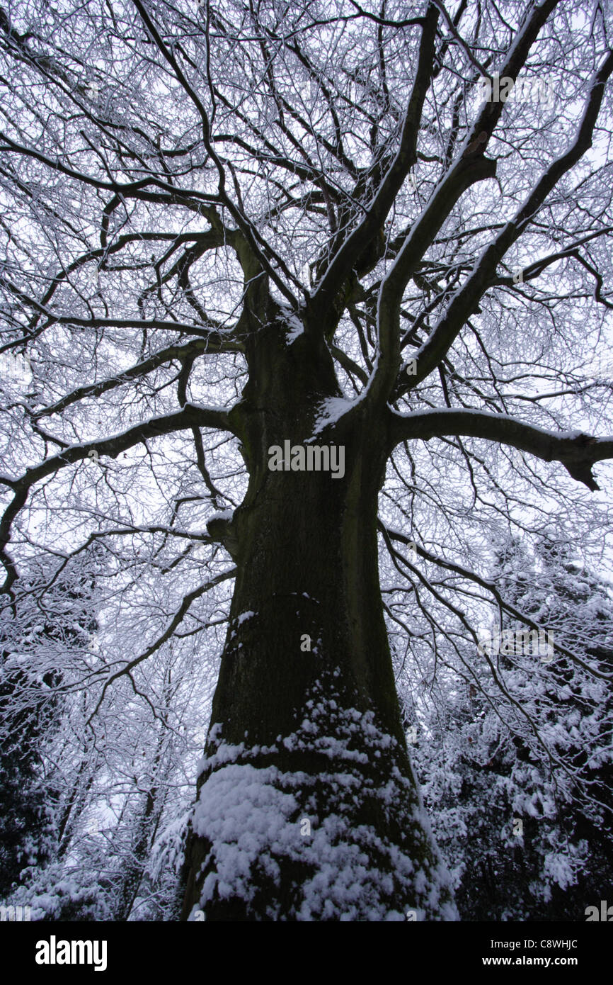 Snowy trees in the UK Stock Photo - Alamy