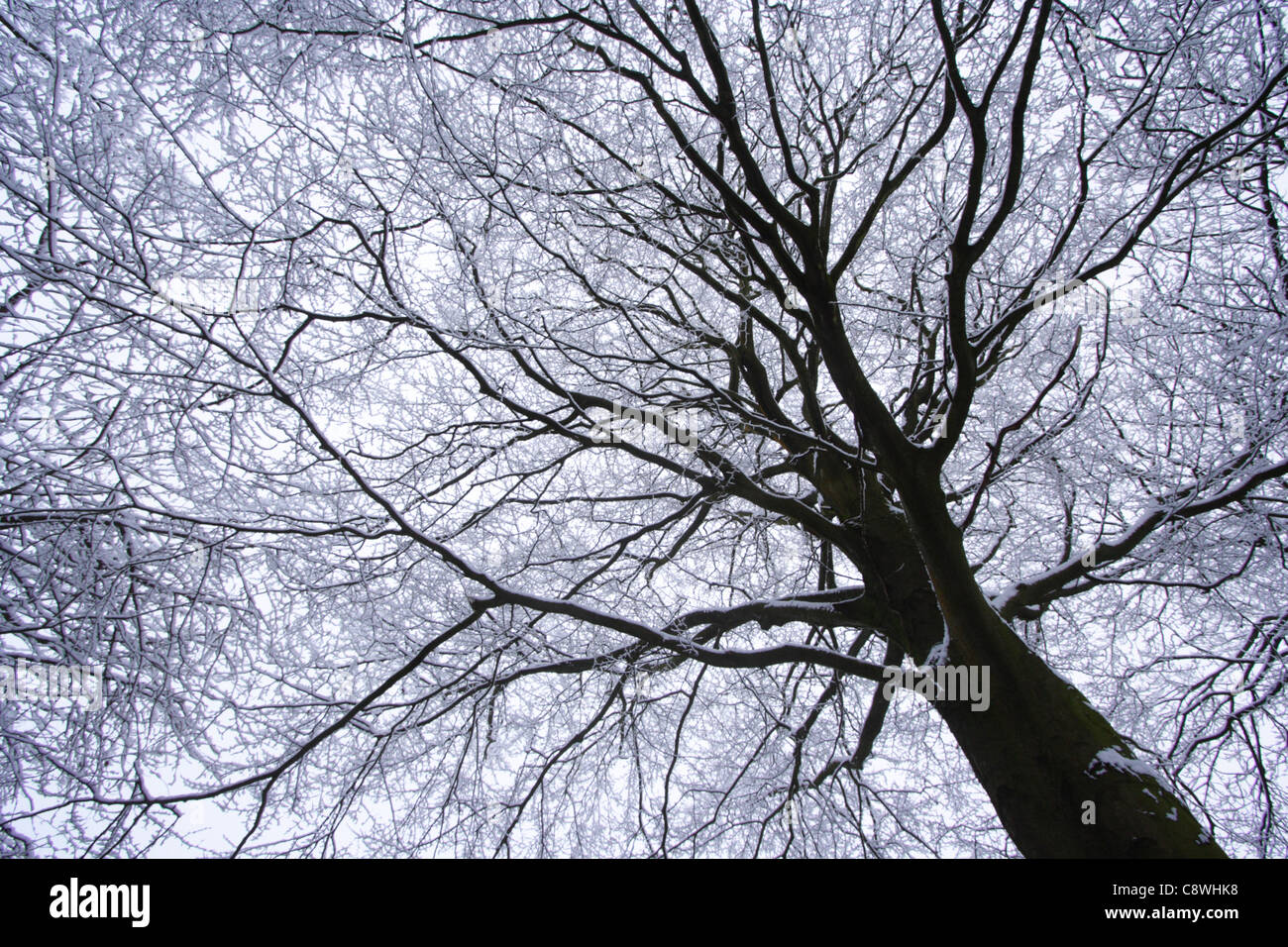 Snowy trees in the UK Stock Photo - Alamy