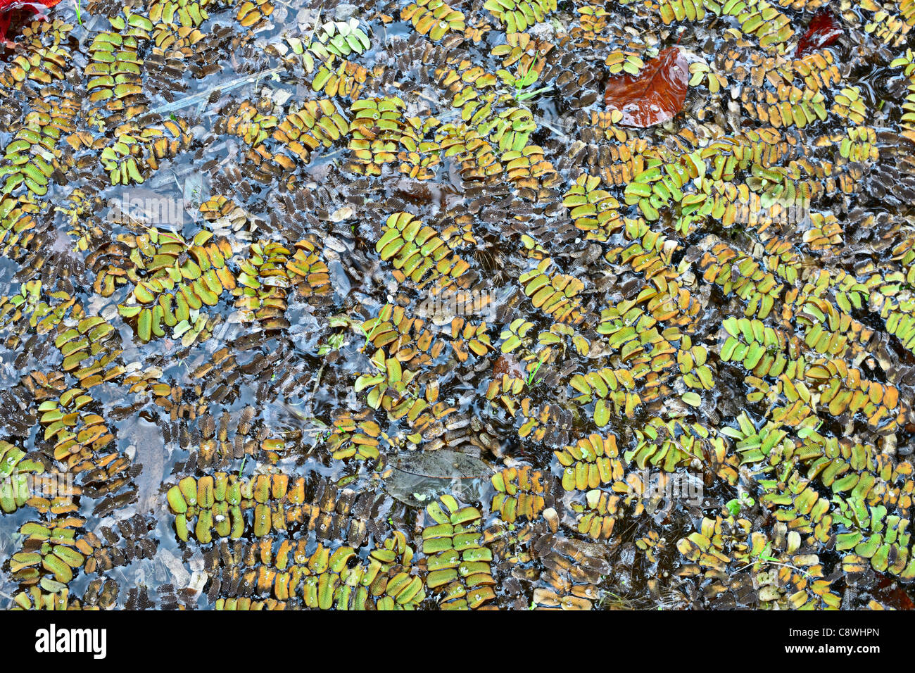 Salvinia natans, an aquatic , floating fern Stock Photo - Alamy