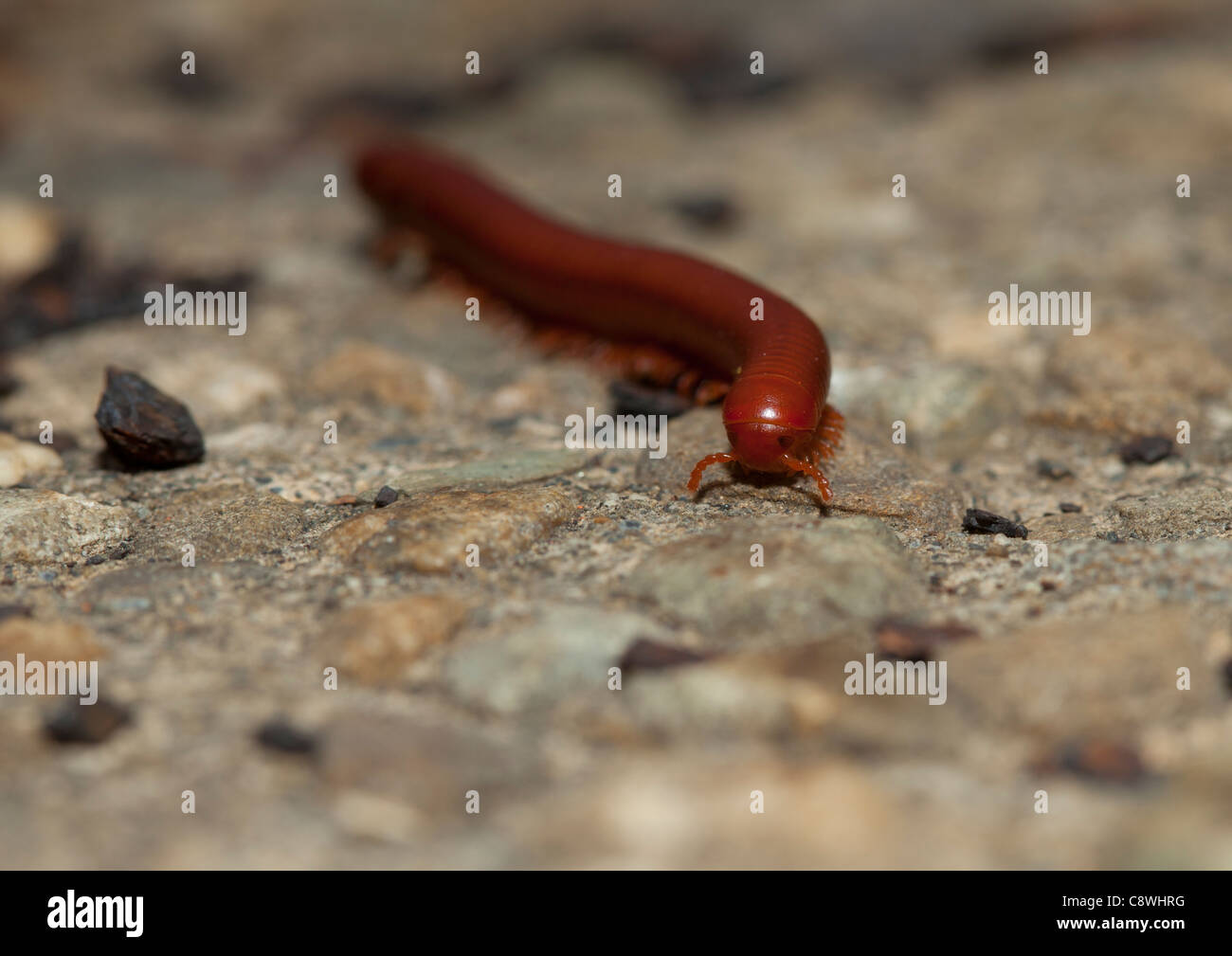 Red millipede hi-res stock photography and images - Alamy