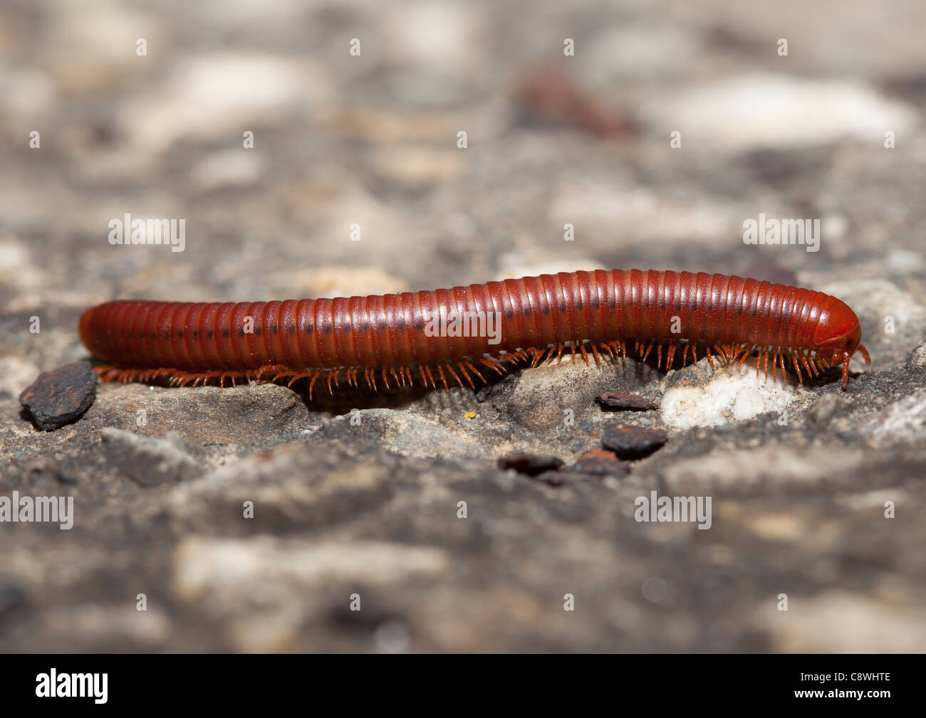 Red millipede hi-res stock photography and images - Alamy