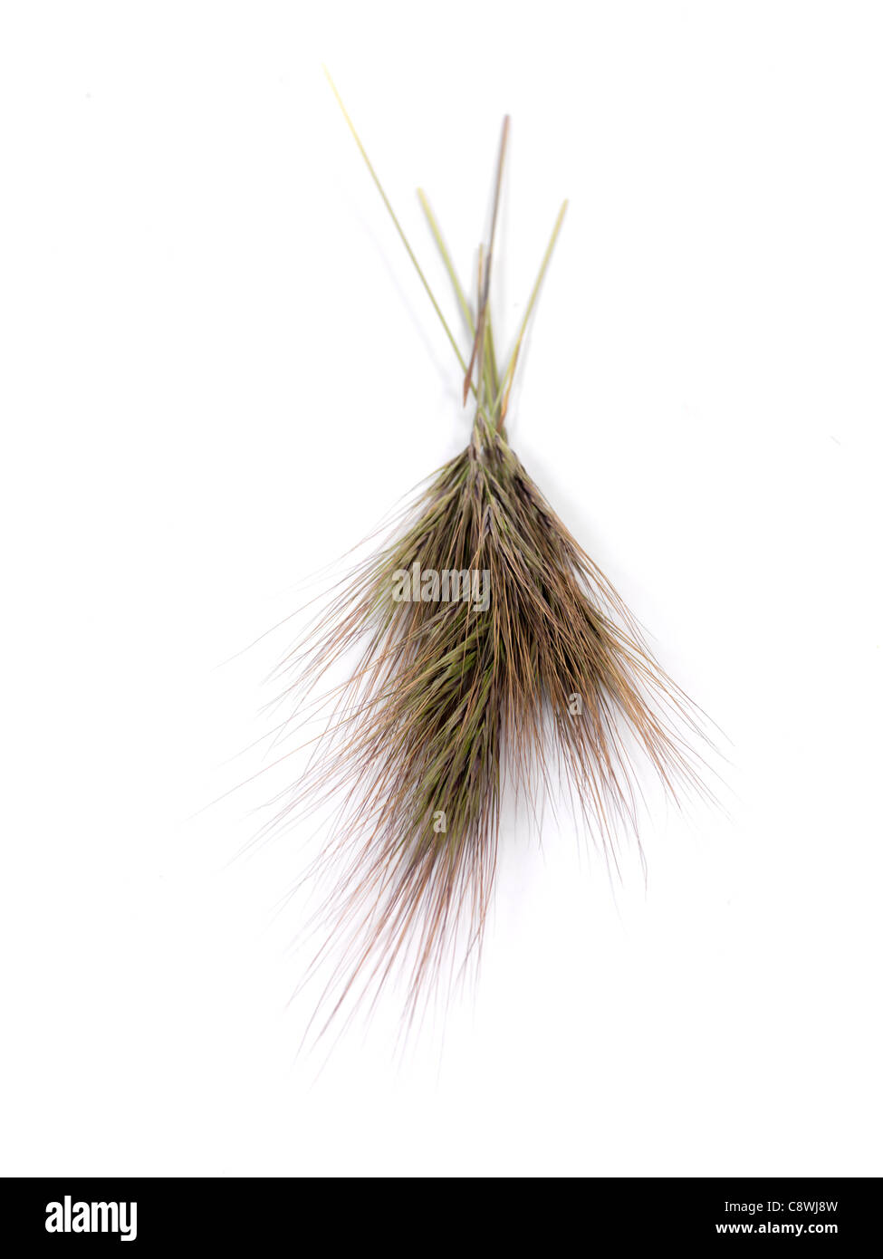 Wild wheat grass isolated against a white background Stock Photo - Alamy