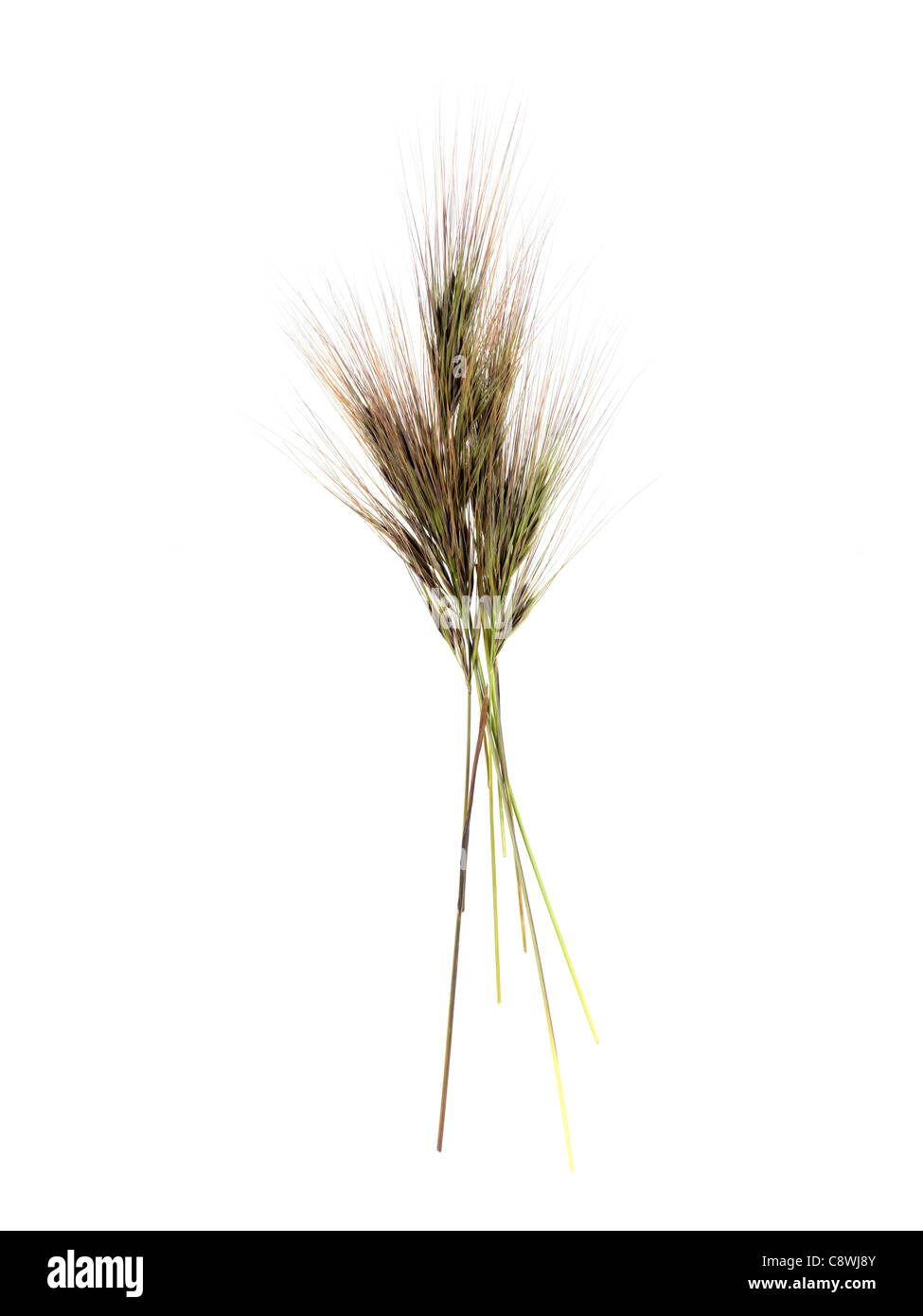 Wild wheat grass isolated against a white background Stock Photo - Alamy