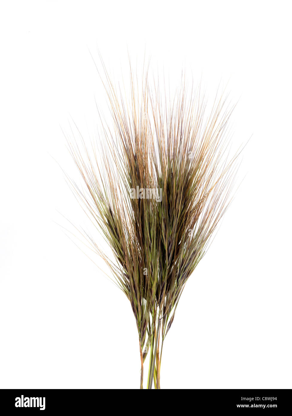 Wild wheat grass isolated against a white background Stock Photo - Alamy