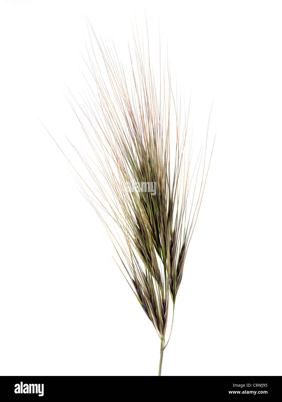 Wild wheat grass isolated against a white background Stock Photo - Alamy