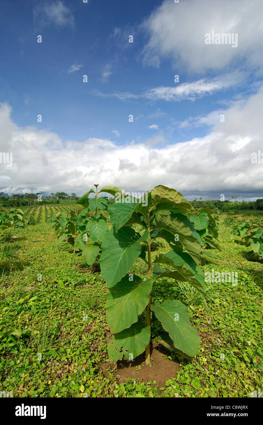 Teak tree plantation hi-res stock photography and images - Alamy