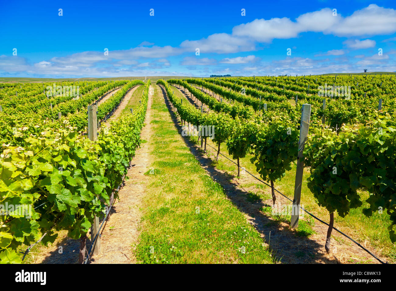 Landscape vineyard empty grapes hi-res stock photography and images - Alamy