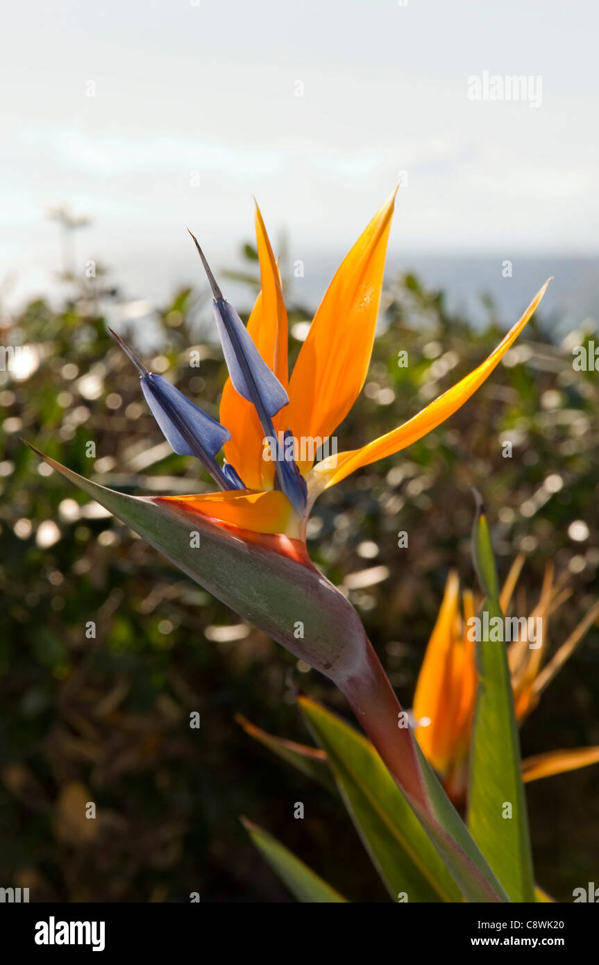 Bird of Paradise Flower (Strelitzia Reginae Stock Photo - Alamy