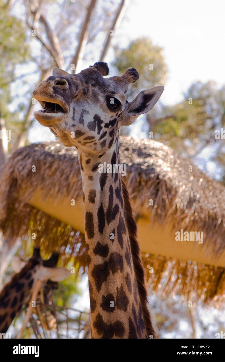 Giraffe (Giraffa Camelopardalis Stock Photo - Alamy